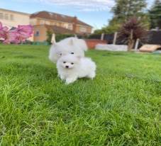 Cuccioli di Pomerania